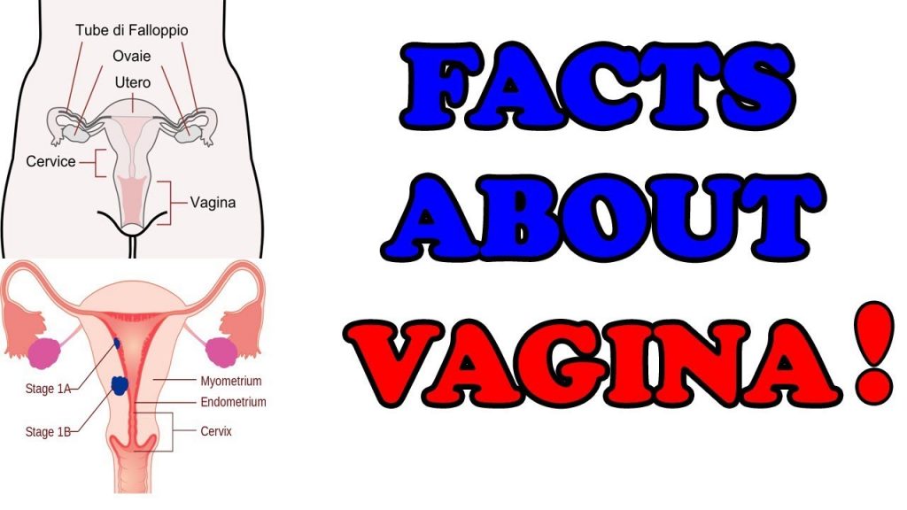 Some Fun Facts About Female Reproductive System SexPally